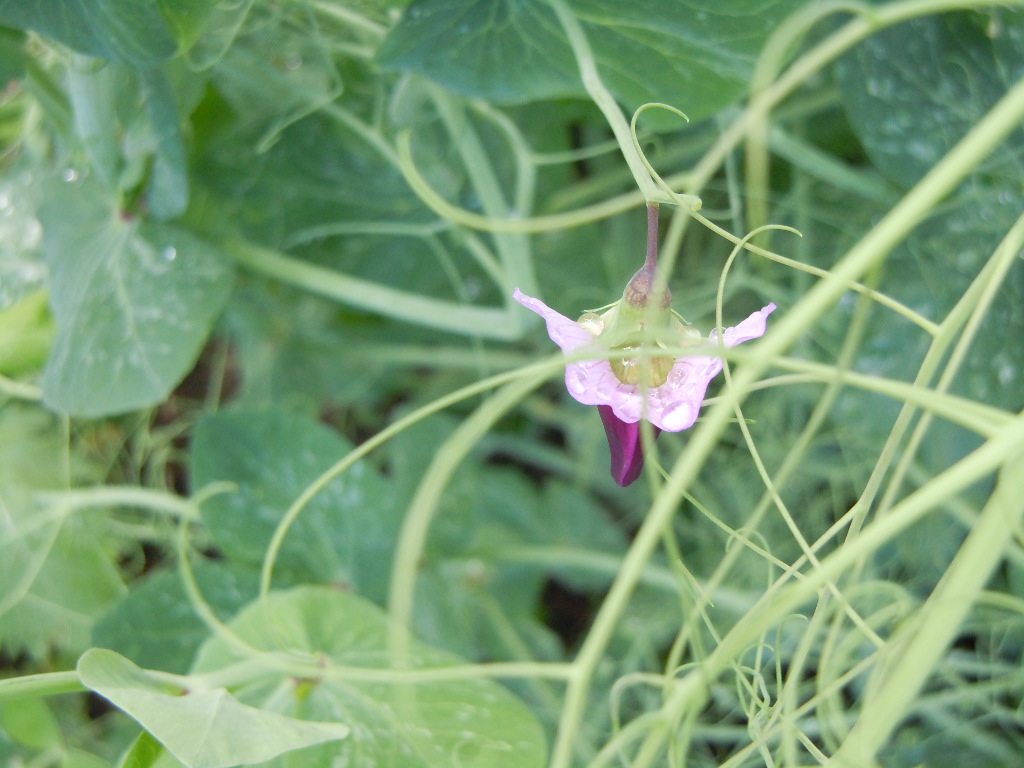 Austrian Winter Peas - Plant Cover Crops