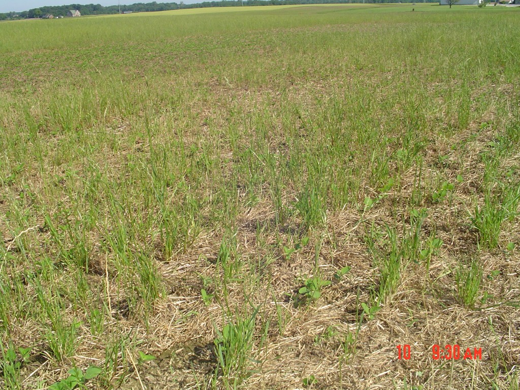 Is annual ryegrass a weed? - Plant Cover Crops