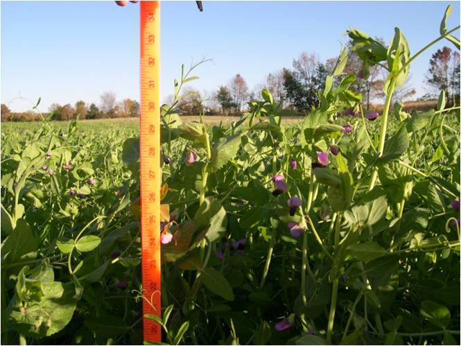 Austrian Winter Peas - Plant Cover Crops