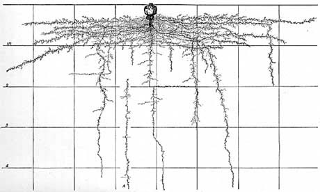 How deep can radish roots go? - Plant Cover Crops