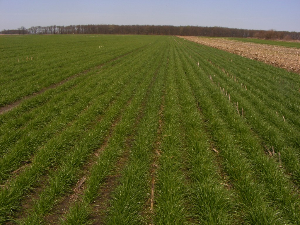Annual Ryegrass...leading the new frontier of cover crops - Plant Cover ...