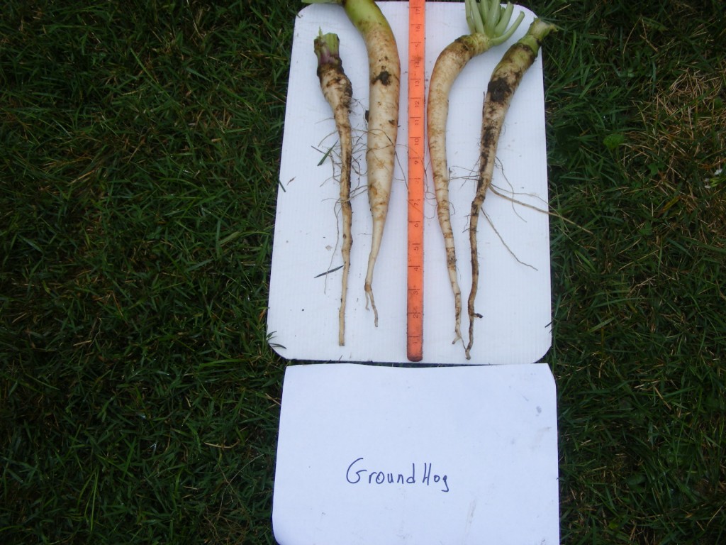 Radish Plot - Plant Cover Crops