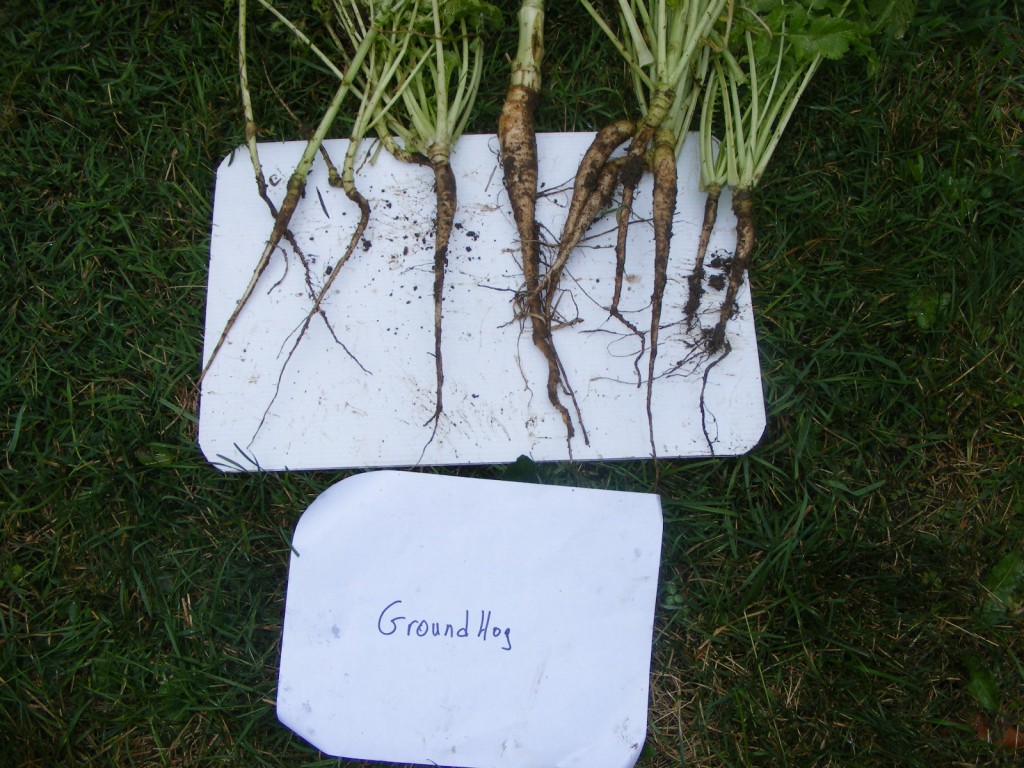 Radish Plot - Plant Cover Crops