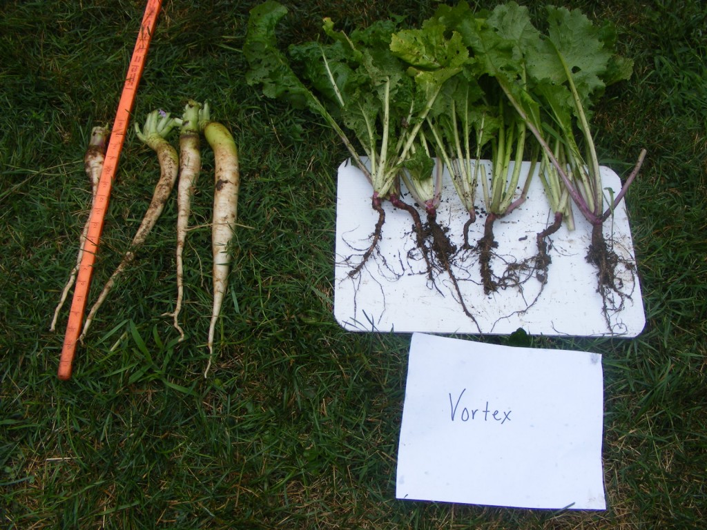 May planted Radish Plot final results 8/4/2010 - Plant Cover Crops