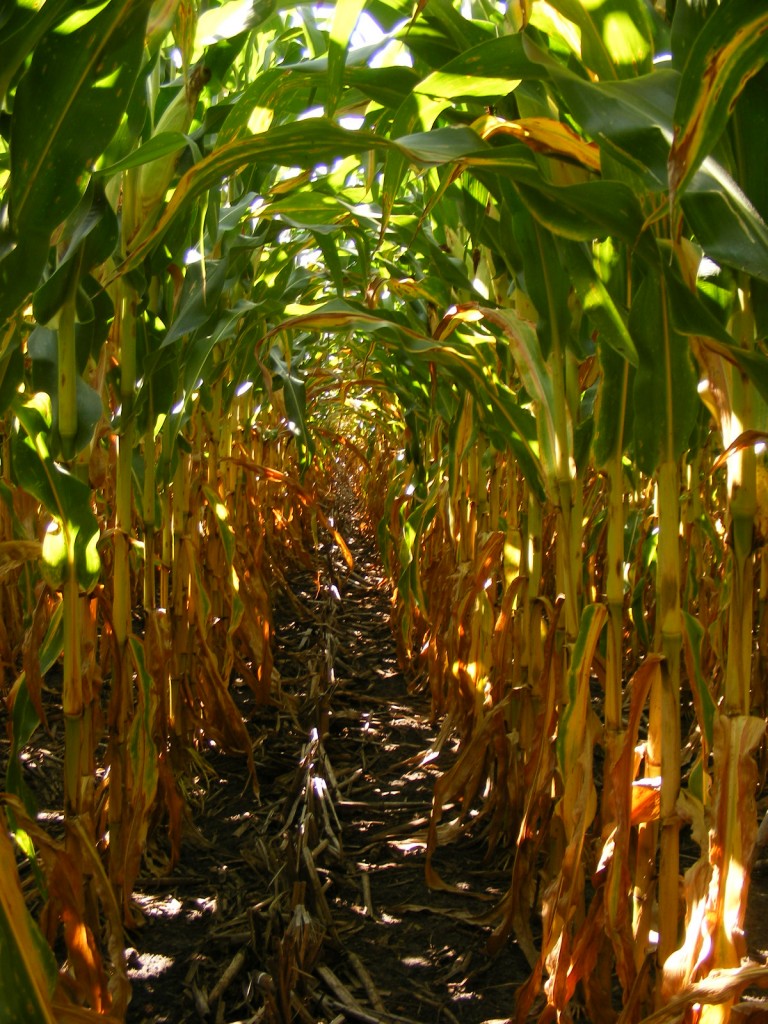 Cover Crops and Manure are a Great Combination - Plant Cover Crops
