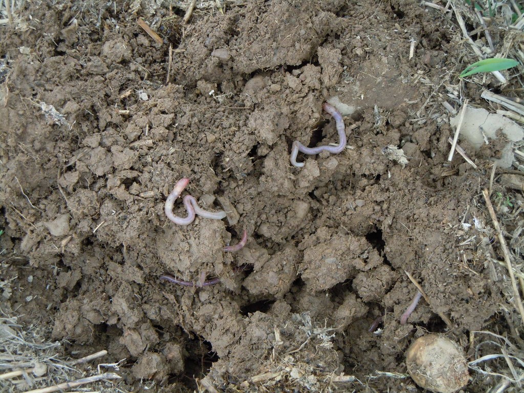 Earthworm Population Corn Field Experiment - Plant Cover Crops