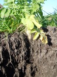 Short Cover Crops Put Down Deep Roots - Plant Cover Crops