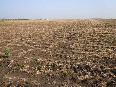 Cover Crop Root Pits Reveal Plenty - Plant Cover Crops