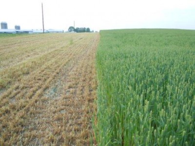 Harvesting Cover Crops for Emergency Fall Forage - Plant Cover Crops