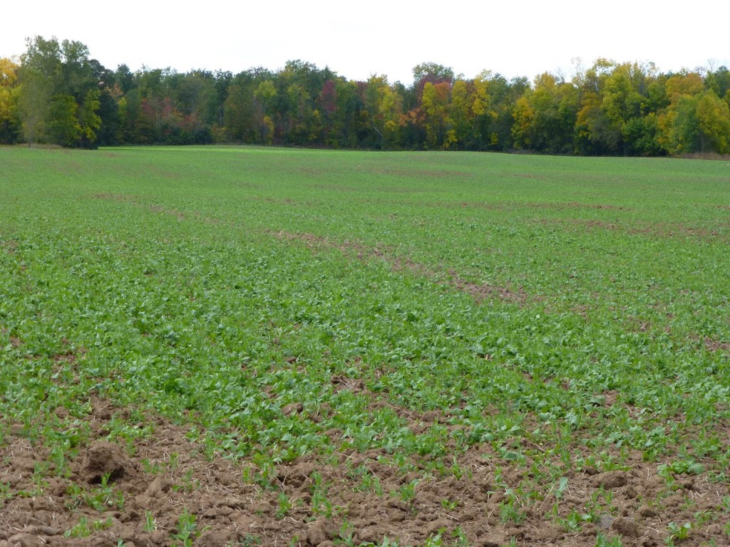 Cover Crops in Wisconsin – Full Speed Ahead! - Plant Cover Crops