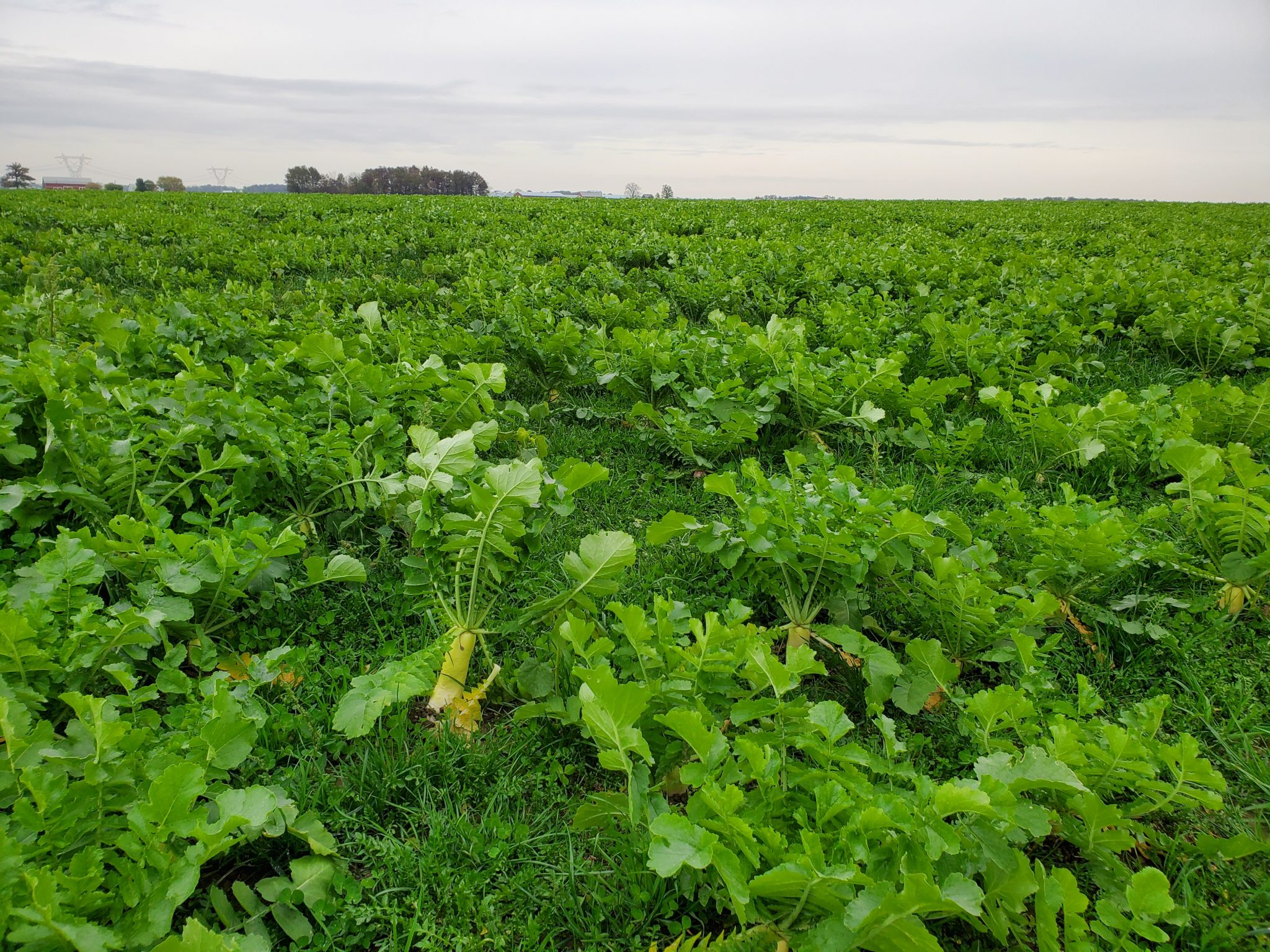 An Excellent Cover Crop Mix Ahead of Corn - Plant Cover Crops