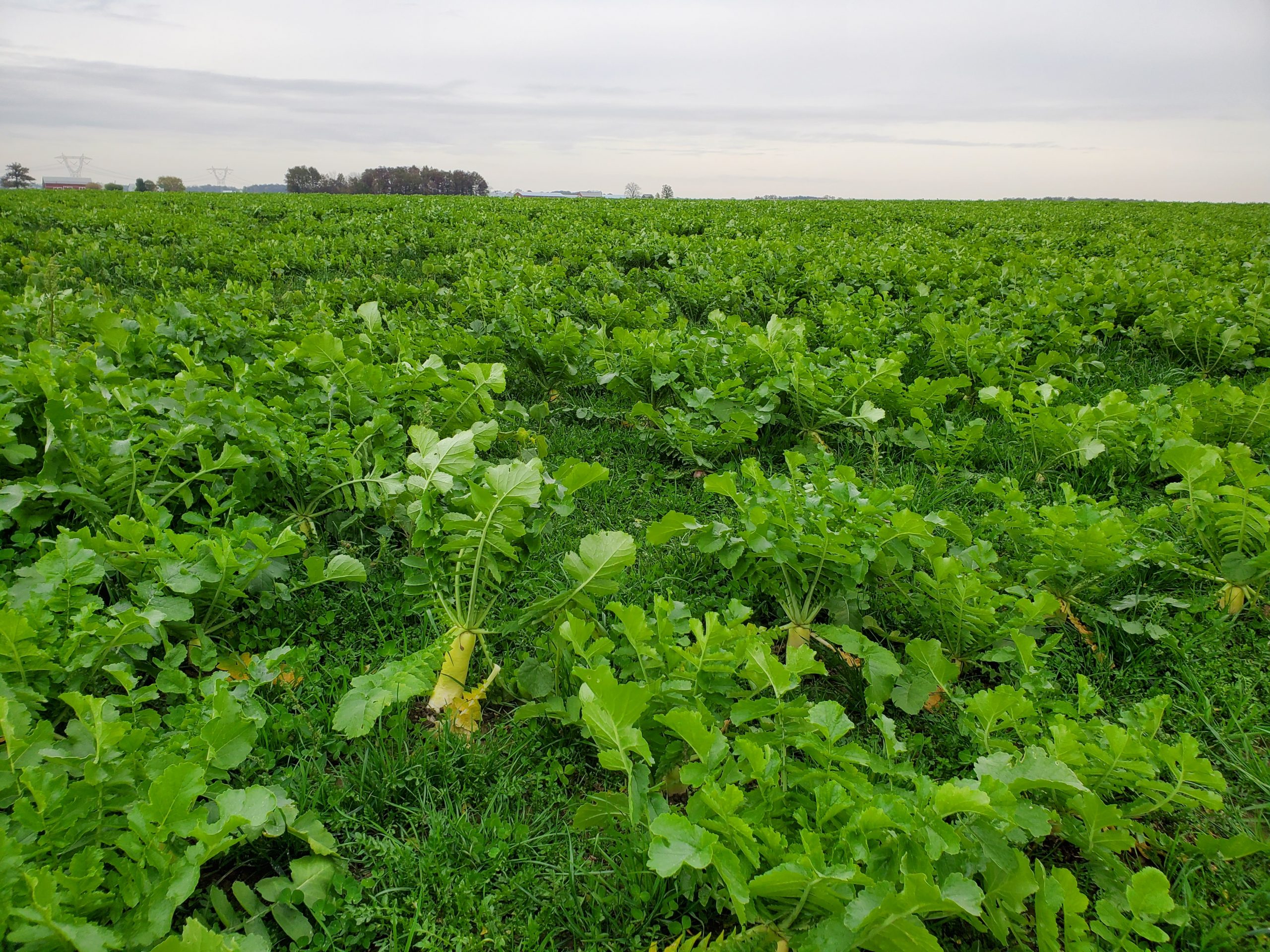 An Excellent Cover Crop Mix Ahead of Corn - Plant Cover Crops