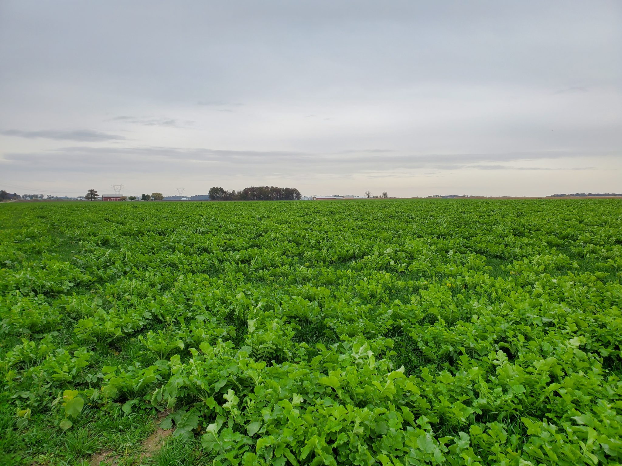 An Excellent Cover Crop Mix Ahead of Corn - Plant Cover Crops