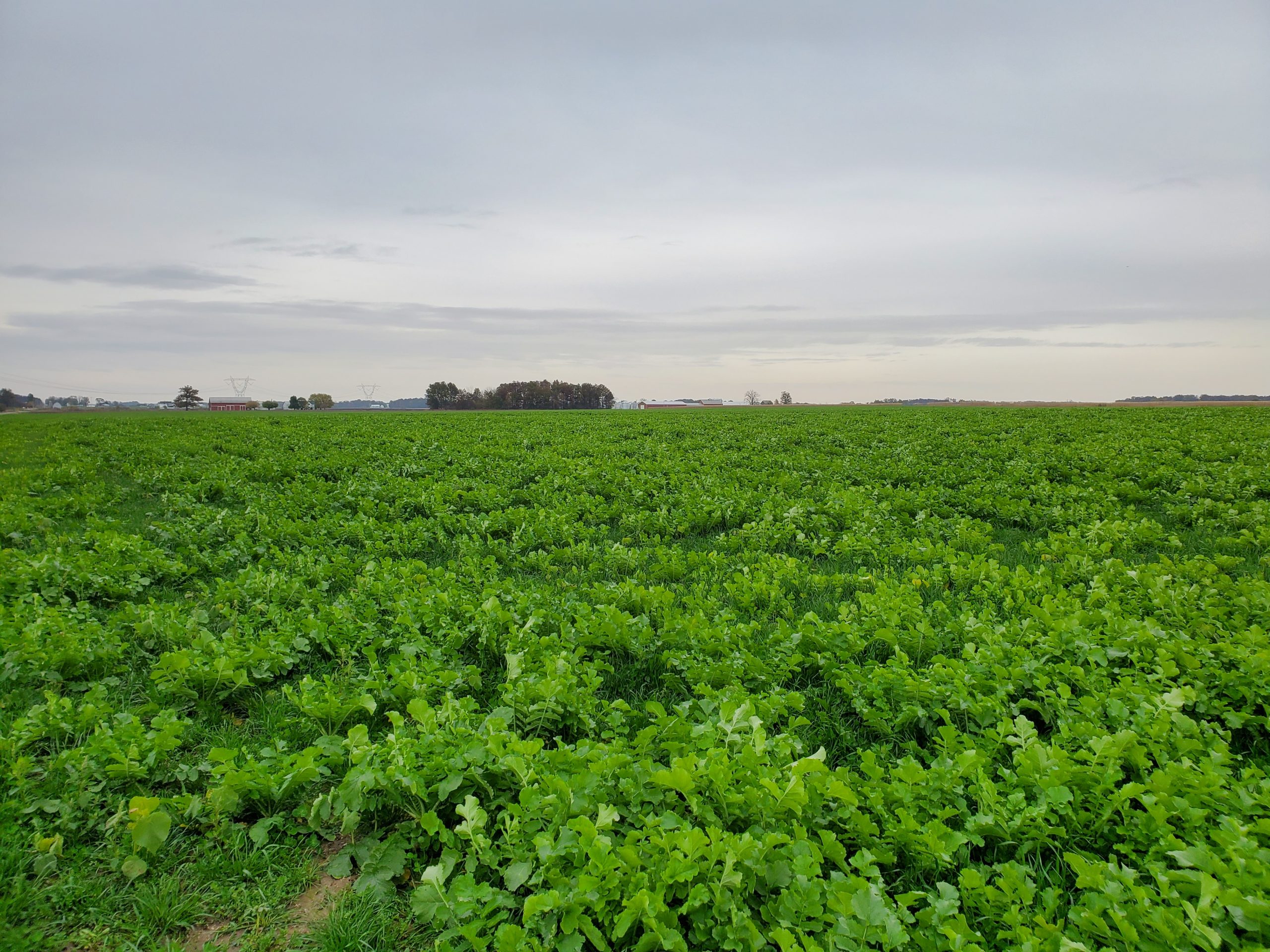 An Excellent Cover Crop Mix Ahead of Corn - Plant Cover Crops