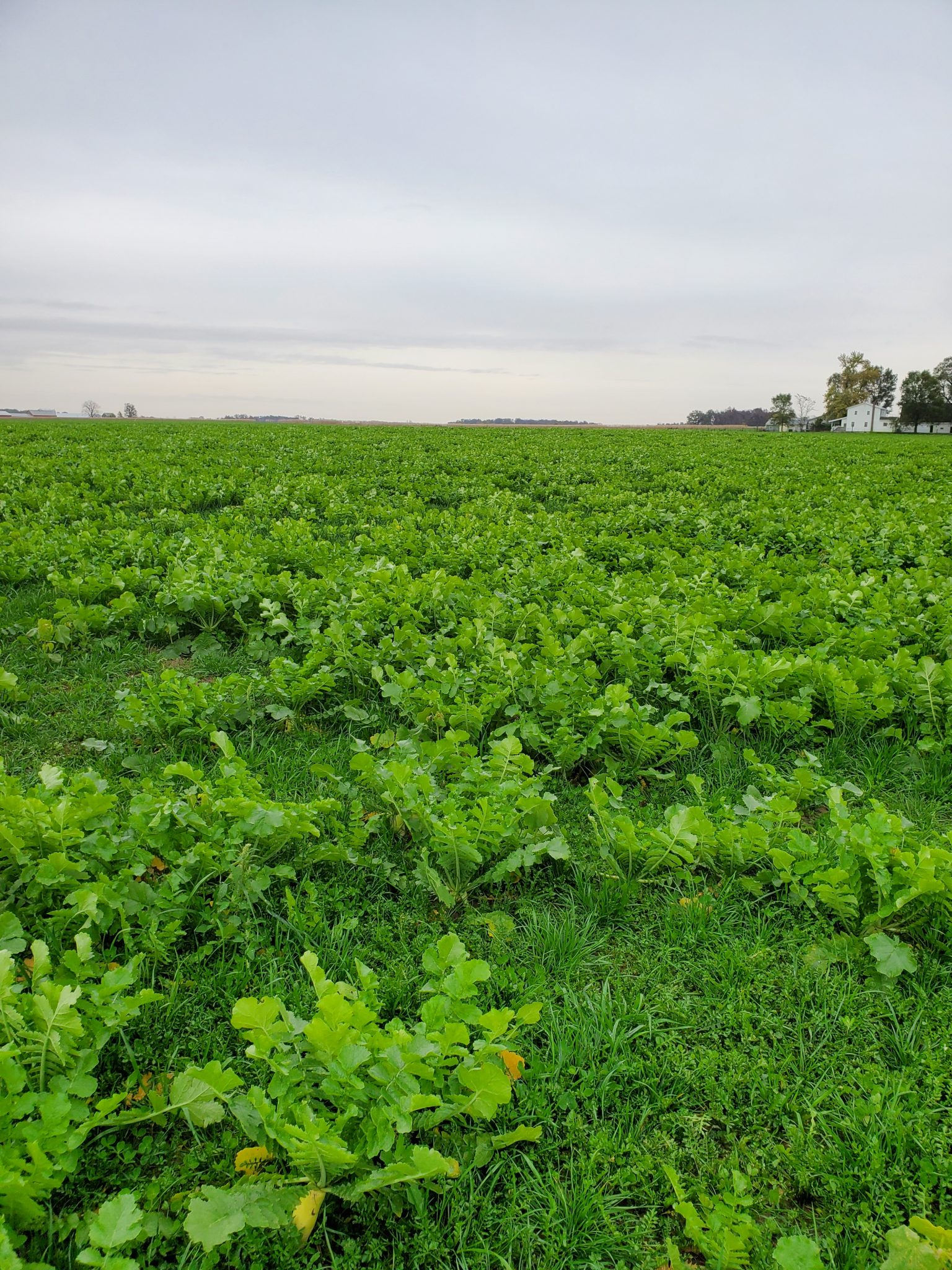 An Excellent Cover Crop Mix Ahead of Corn - Plant Cover Crops