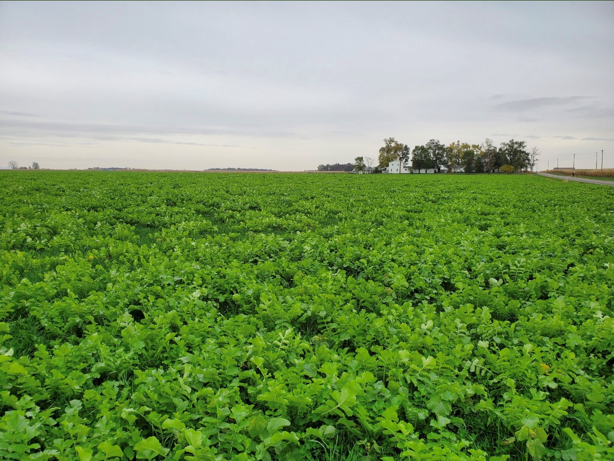 An Excellent Cover Crop Mix Ahead of Corn - Plant Cover Crops