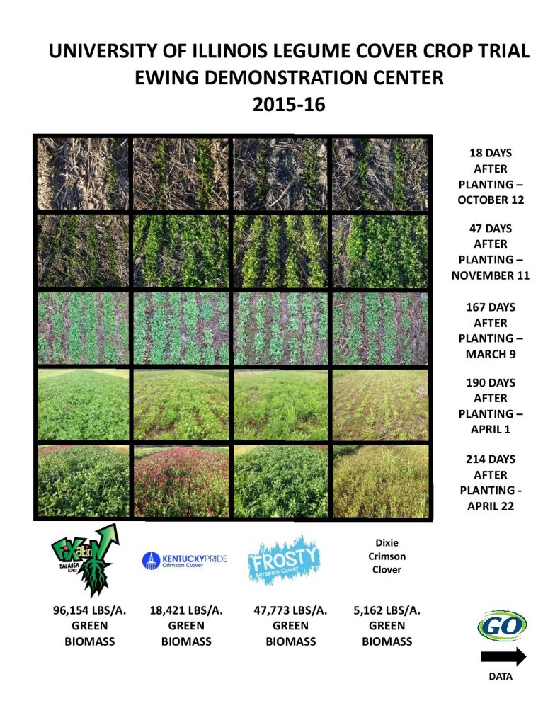 Balansa Clover - Plant Cover Crops