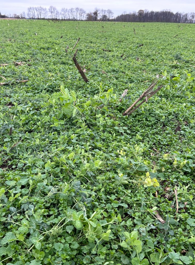 Austrian Winter Peas - Plant Cover Crops