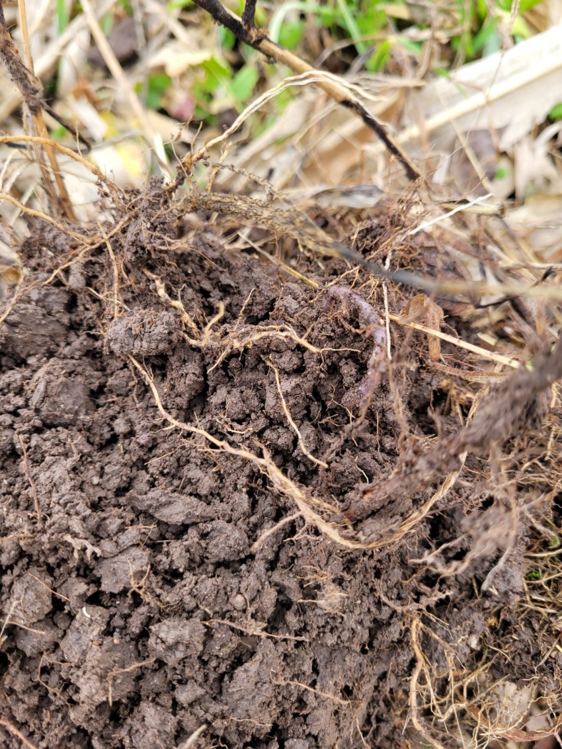 What's So Special About Cover Crops? - Plant Cover Crops