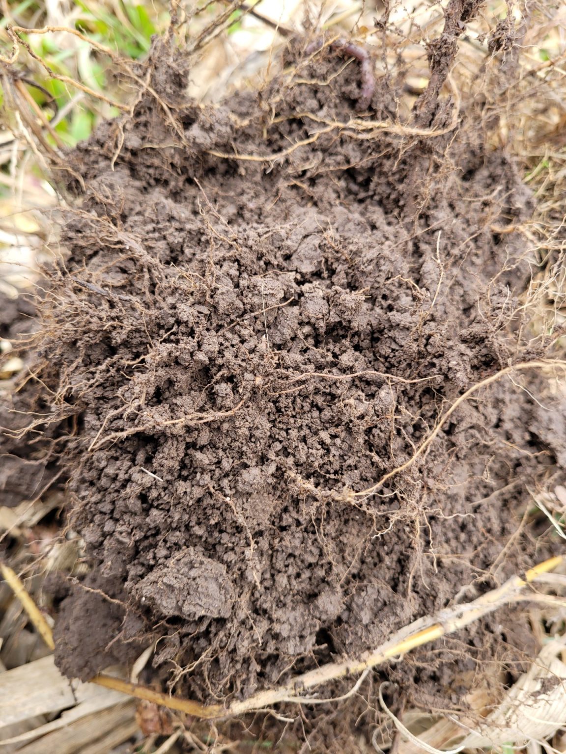 What's So Special About Cover Crops? - Plant Cover Crops