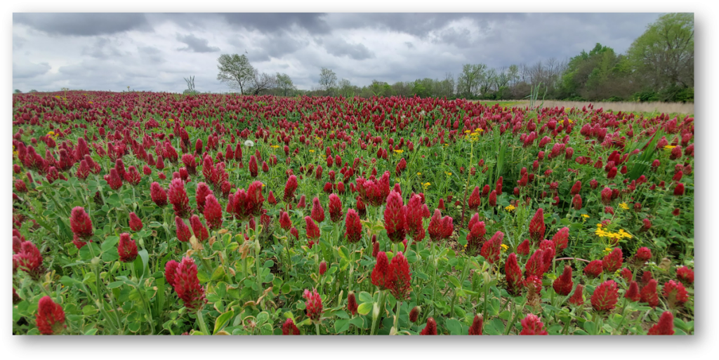 Crimson Clover - Plant Cover Crops