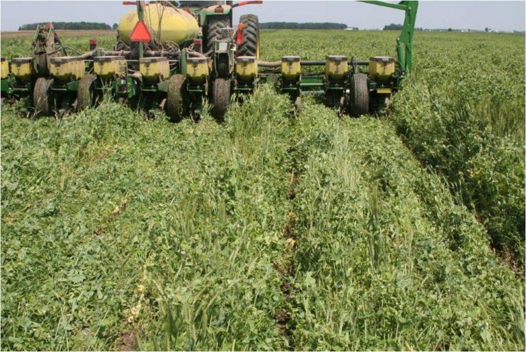 Austrian Winter Peas - Plant Cover Crops