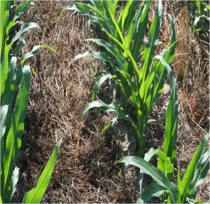 Austrian Winter Peas - Plant Cover Crops