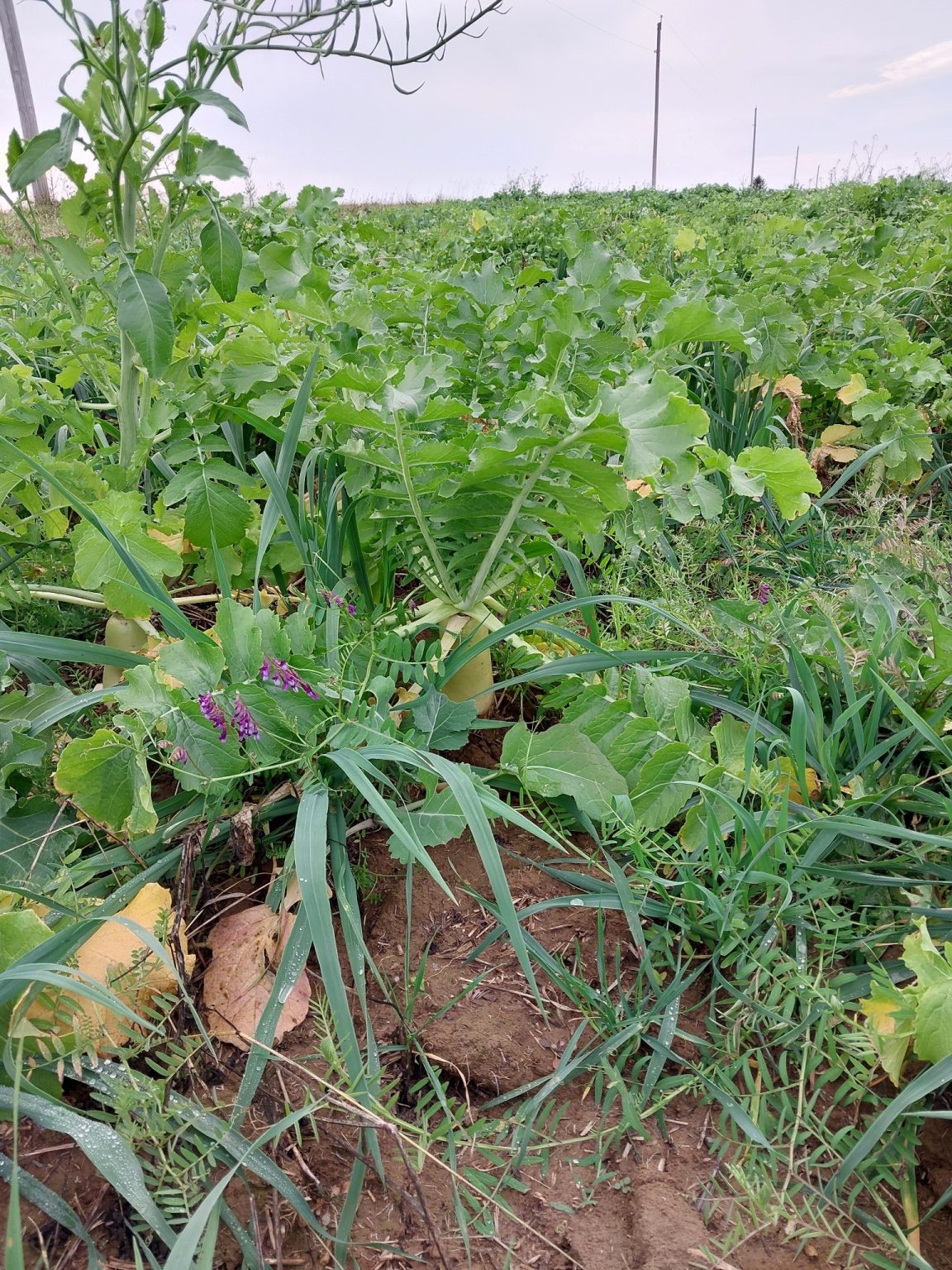 My Favorite Cover Crop After Wheat - Plant Cover Crops