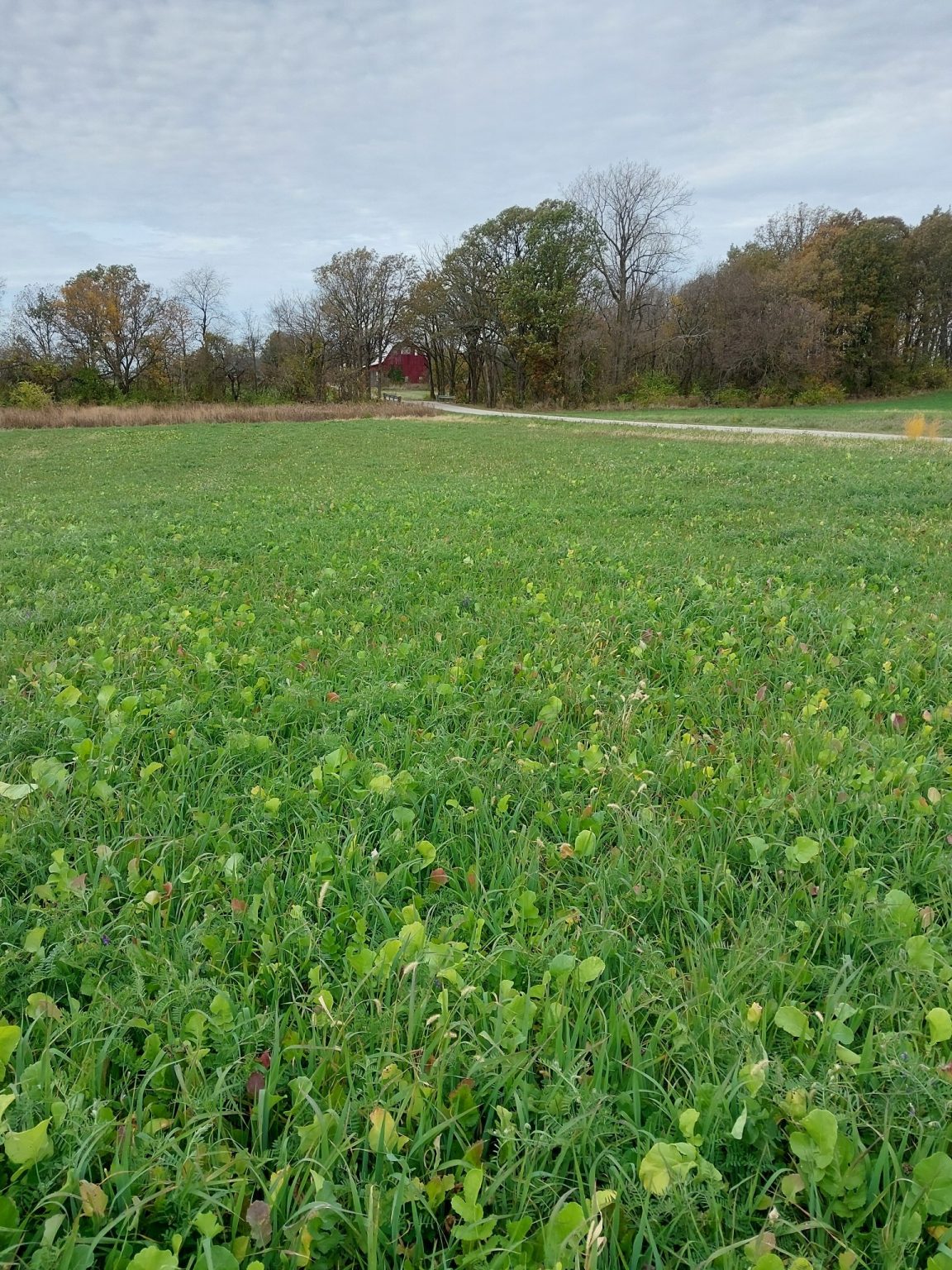 My Favorite Cover Crop After Wheat - Plant Cover Crops
